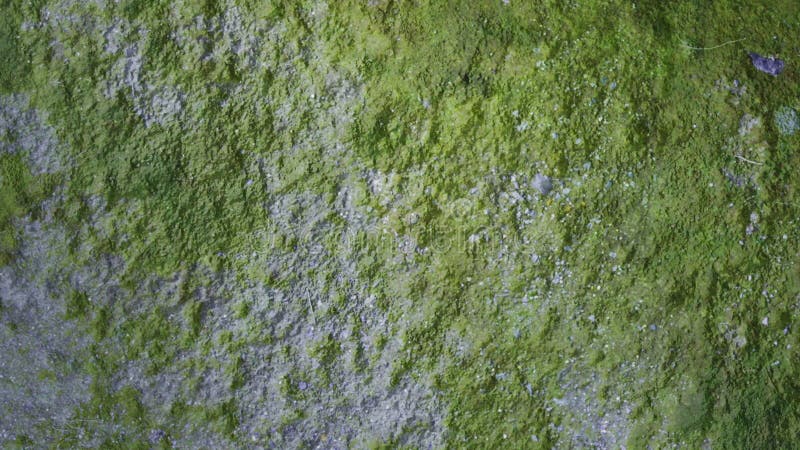 Moss Rock Texture Stock Illustrations – 1,085 Moss Rock Texture Stock ...