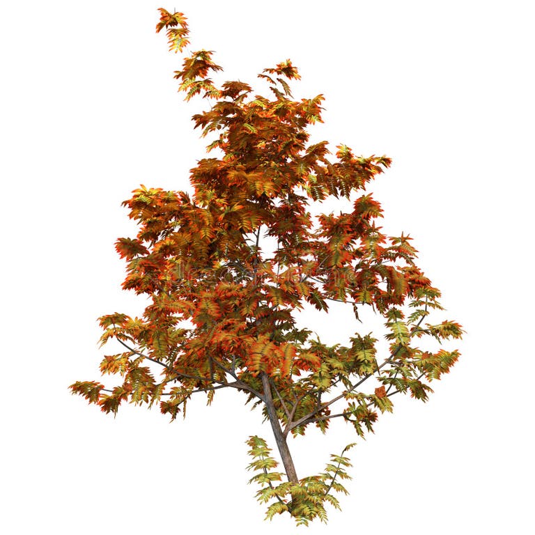 Sumac Tree Stock Illustrations – 183 Sumac Tree Stock Illustrations ...