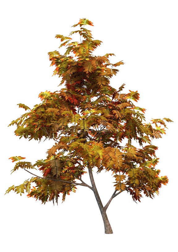 Sumac Tree Stock Illustrations – 183 Sumac Tree Stock Illustrations ...