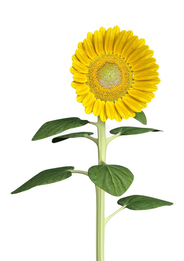 3d Rendering Sunflower White Stock Photos - Free & Royalty-Free Stock ...