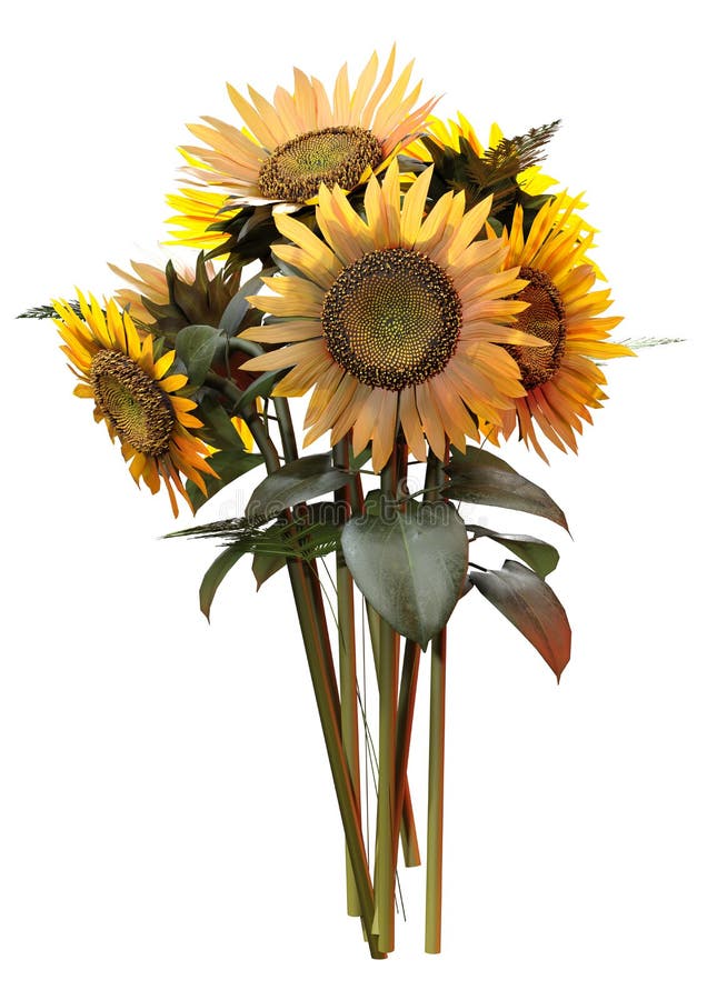 3D Rendering Sunflowers on White Stock Illustration - Illustration of ...