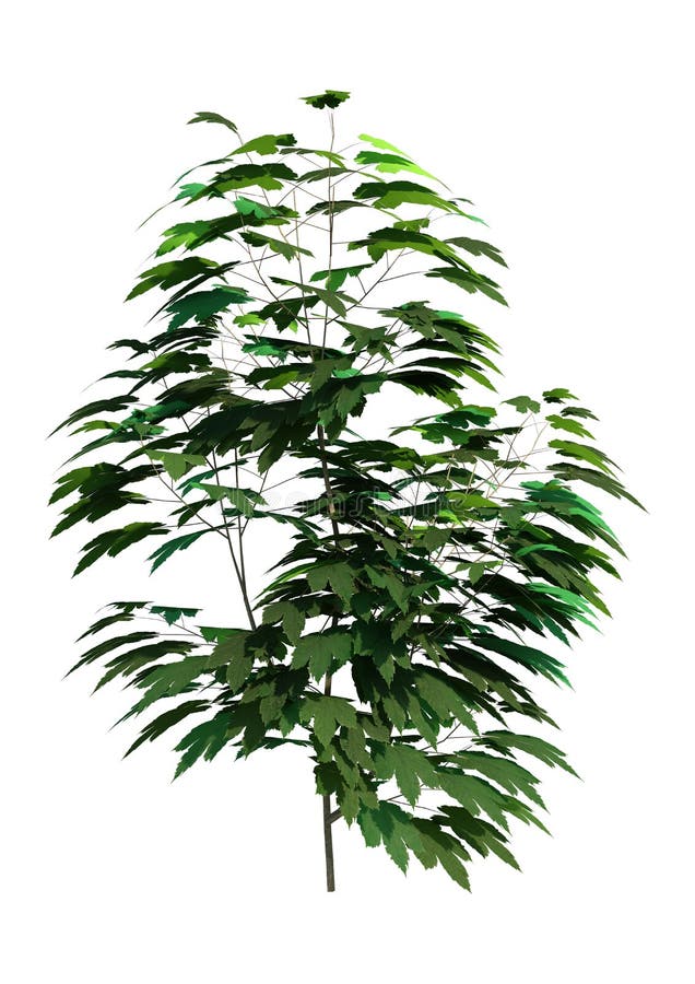 Sycamore Tree Leaf Logo Family Icon Sycamore Logo Stock Vector ...