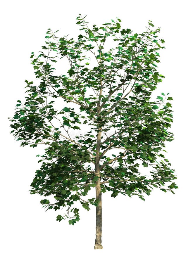 3D Rendering Sycamore Tree on White Stock Illustration - Illustration ...