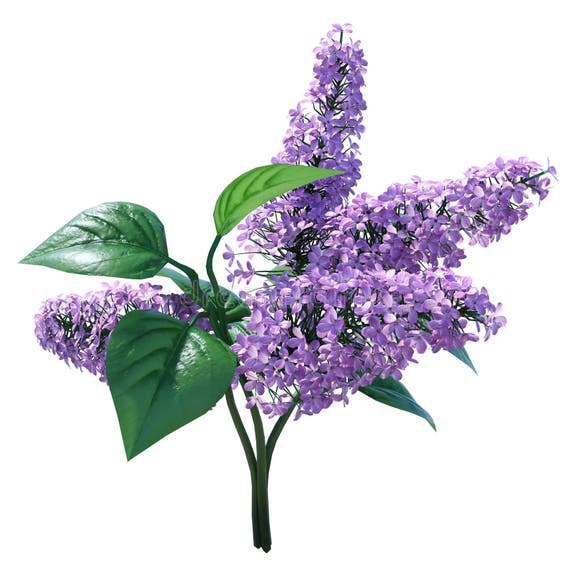 3D Rendering Syringa Flowers on White Stock Illustration - Illustration ...