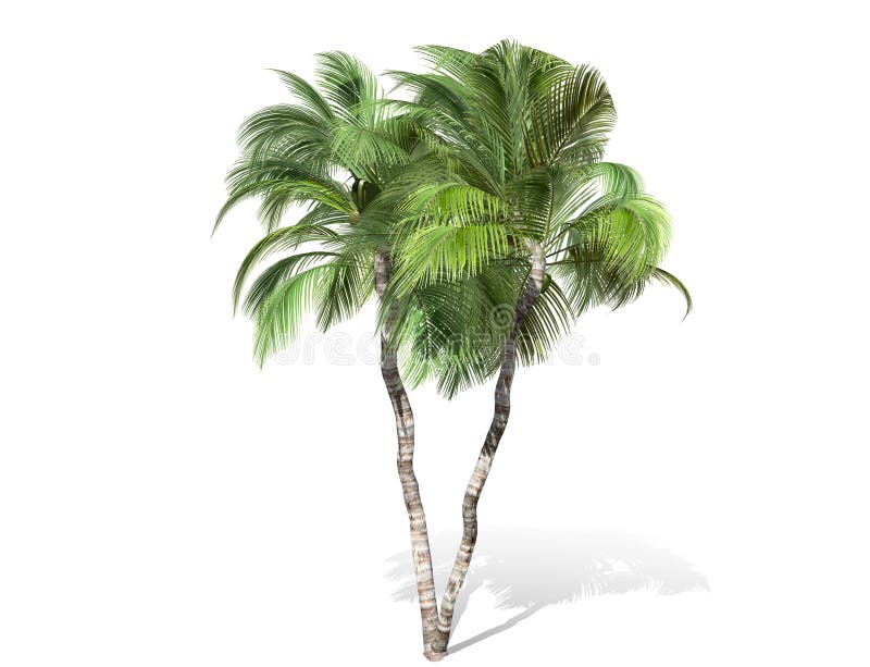3D Rendering - Tall Coconut Tree Isolated Over a White Background Stock ...