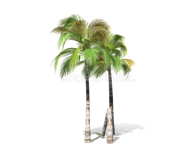 3D Rendering - Tall Coconut Tree Isolated Over a White Background Stock ...