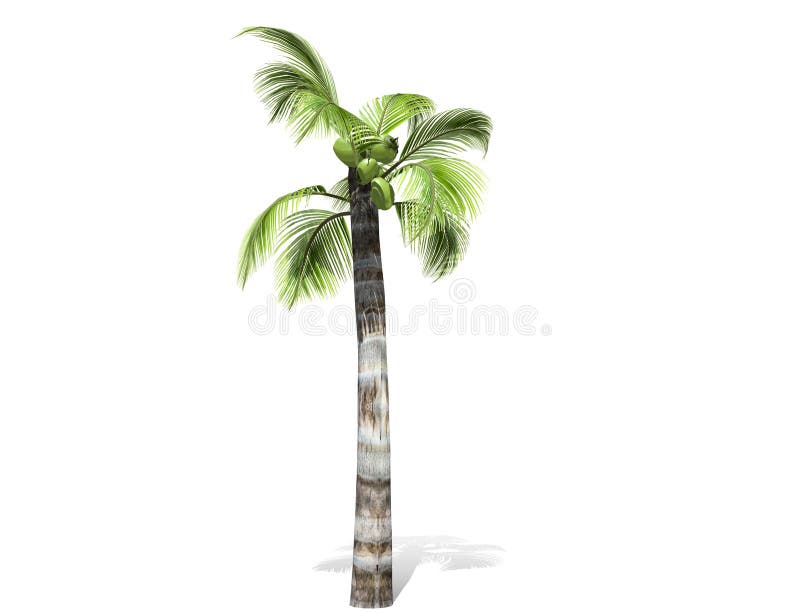 3D Rendering - Tall Coconut Tree Isolated Over a White Background Stock ...