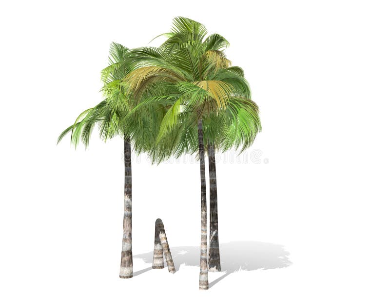 3D Rendering - Tall Coconut Tree Isolated Over a White Background Stock ...