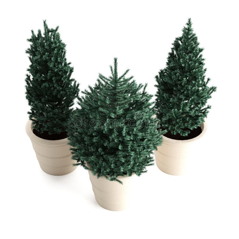 3D Rendering of Three Potted Plants Featuring Small Trees Isolated on a ...