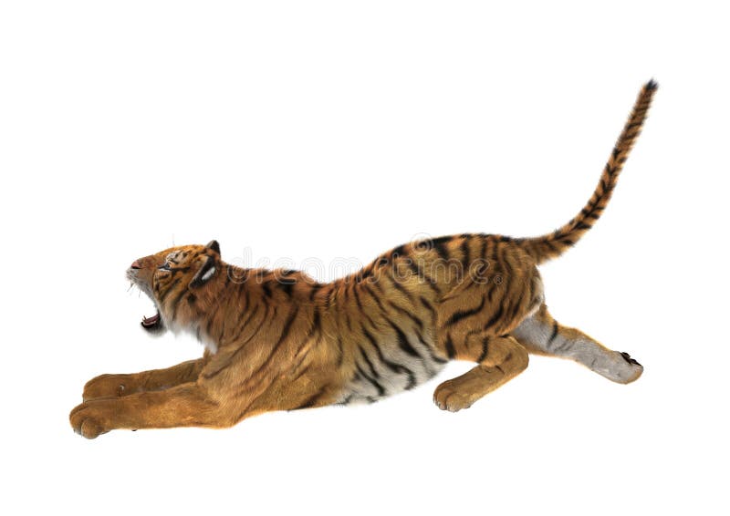 Tiger stretching stock image. Image of asian, prowl, rocks - 973959