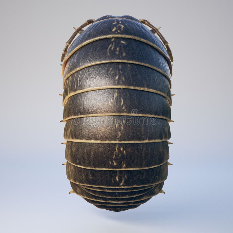 Top Side View of Roly Poly Isopod Pill Bug Stock Illustration ...