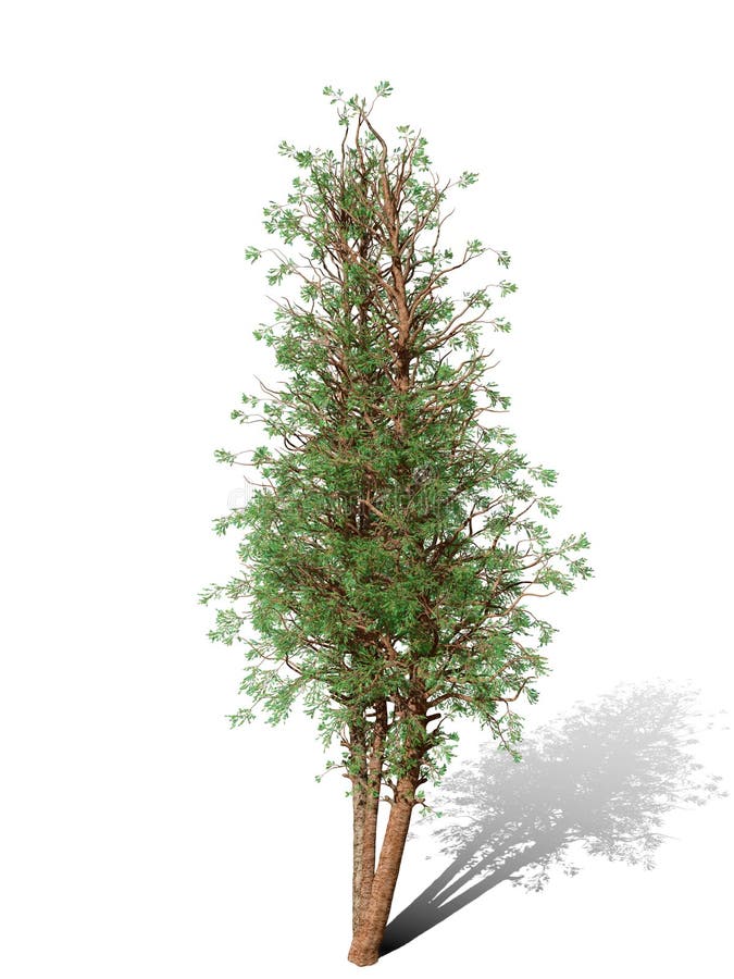 3D Rendering - a Tree Isolated Over a White Background Stock ...