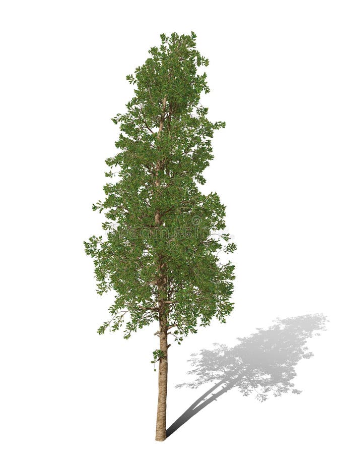 3D Rendering - a Tree Isolated Over a White Background Stock ...