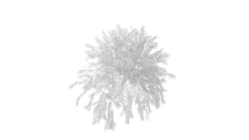 3D Rendering of a Tree Isolated on a White Empty Background Stock ...