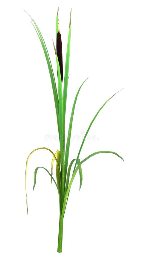 3d Rendering Typha Plant on White Stock de ilustración - Ilustración de ...