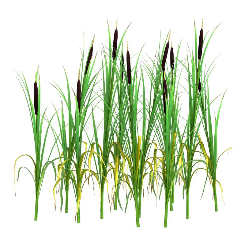 Typha Stock Illustrations – 549 Typha Stock Illustrations, Vectors ...