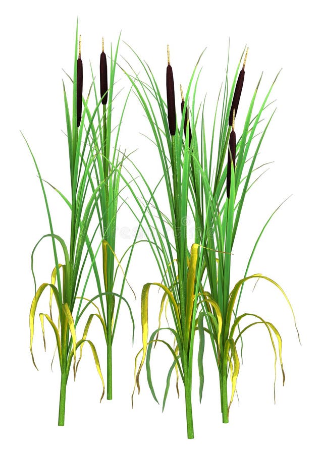 Typha Plants Stock Illustrations – 281 Typha Plants Stock Illustrations ...