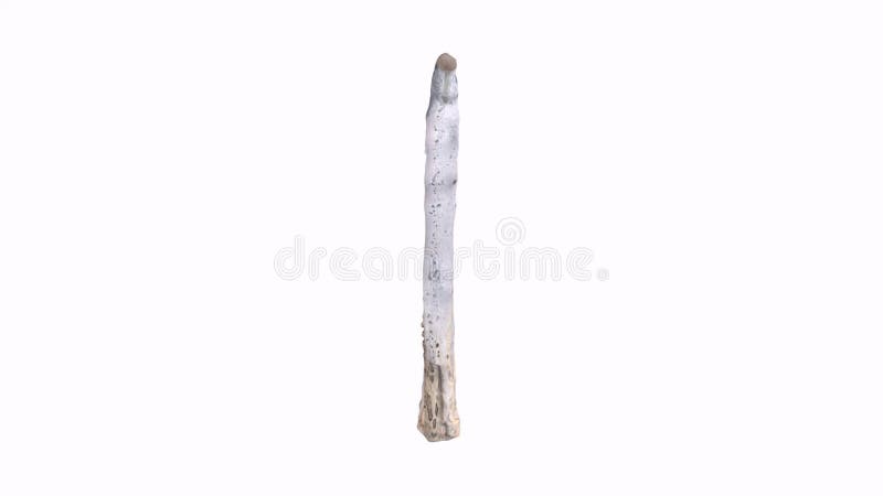 3D Rendering of a Unique Wooden Stick with Natural Texture and Shape ...