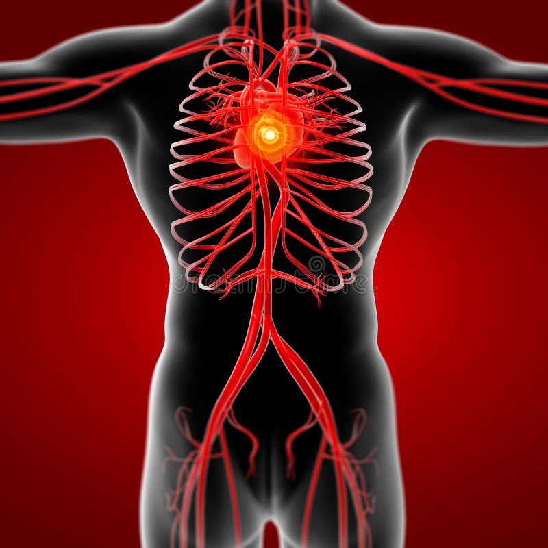 3d Rendering of Vascular System Stock Illustration - Illustration of ...