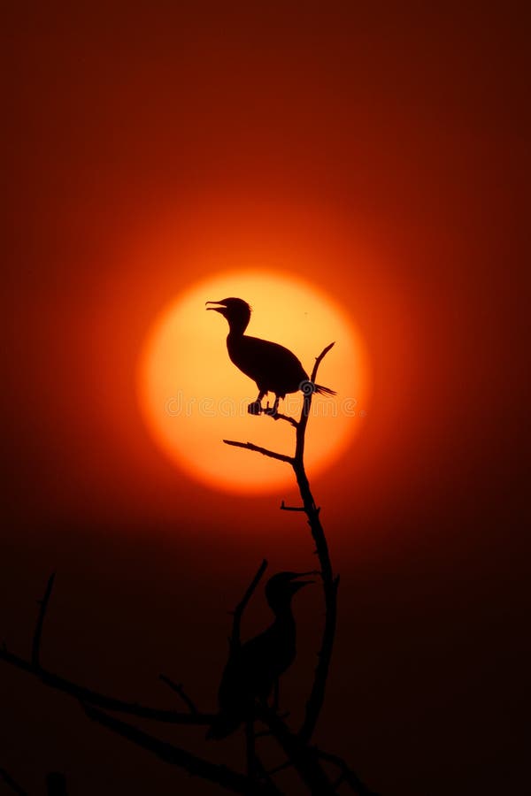 230 3d Render Bird Stock Photos - Free & Royalty-Free Stock Photos from ...