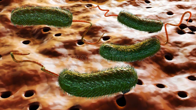 3D Rendering of Vibrio Vulnificus Stock Illustration - Illustration of ...