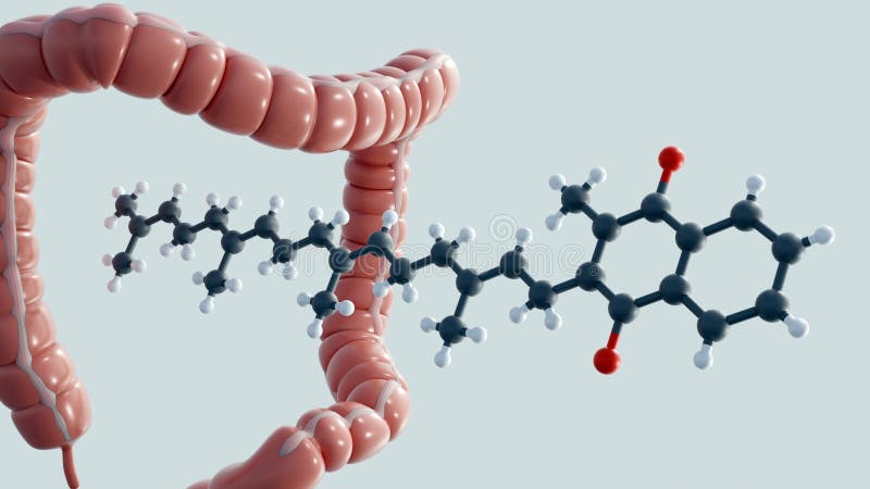 A 3d Rendering of Vitamin K Molecules and Large Intestine. Stock ...