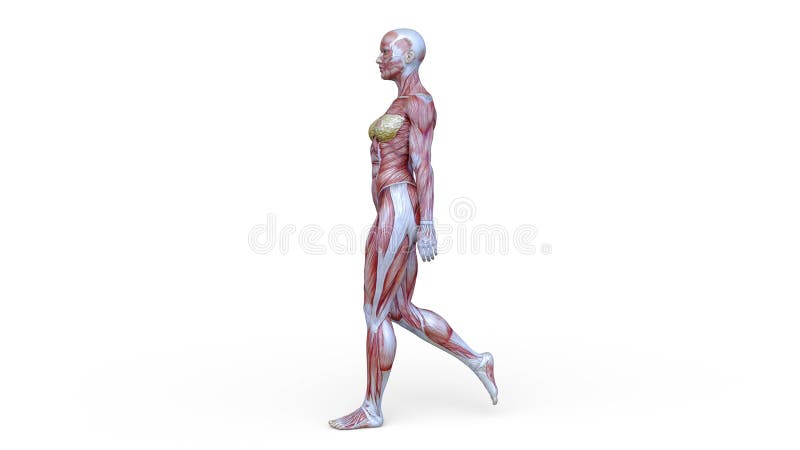 3D Rendering of a Female Body Model Walking Face Down Stock Video ...