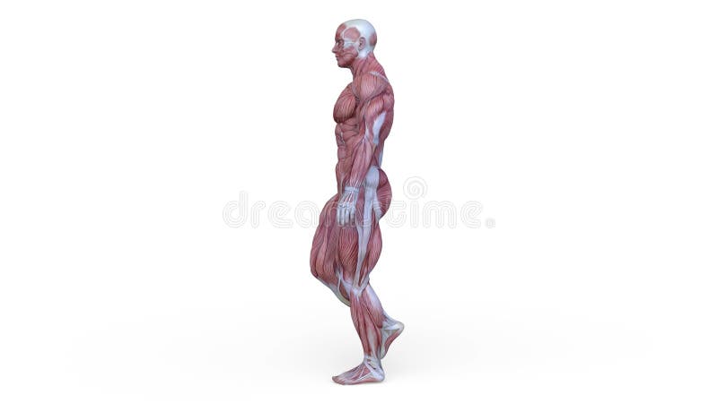 3D Rendering of a Male Body Model Stock Video - Video of mannequin ...