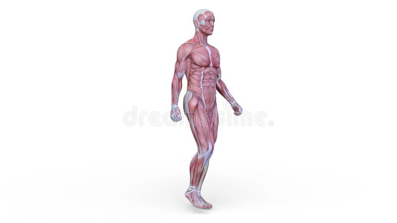 3D Rendering of a Walking Male Body Model Stock Video - Video of ...
