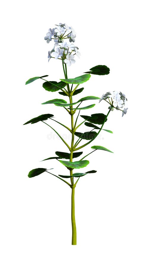 3D Rendering White Geranium Flowers on White Stock Illustration ...