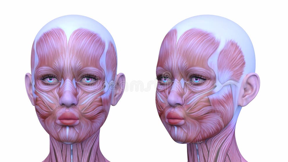 3D Rendering of a Woman S Face Close-up Stock Illustration ...