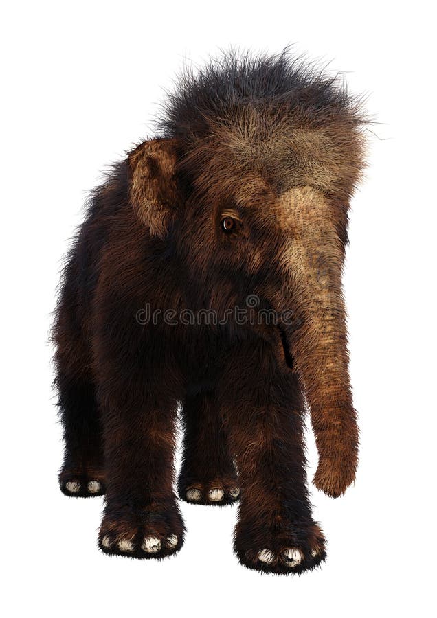 3D Rendering Woolly Mammoth Baby on White Stock Illustration ...