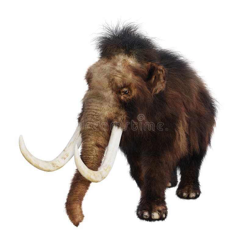 Woolly Mammoth, Prehistoric Mammal Front View Isolated With Shadow On ...