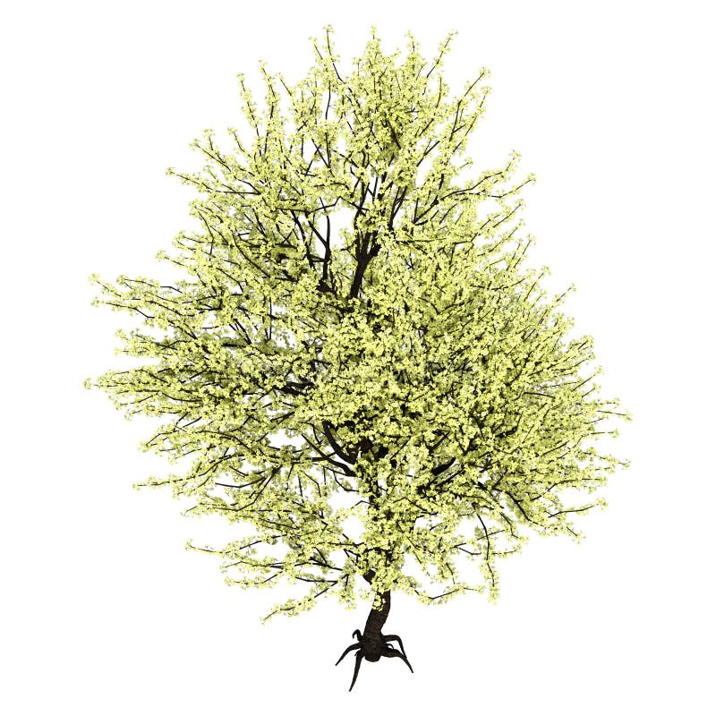 3D Rendering Yellow Blooming Sakura Tree on White Stock Illustration ...