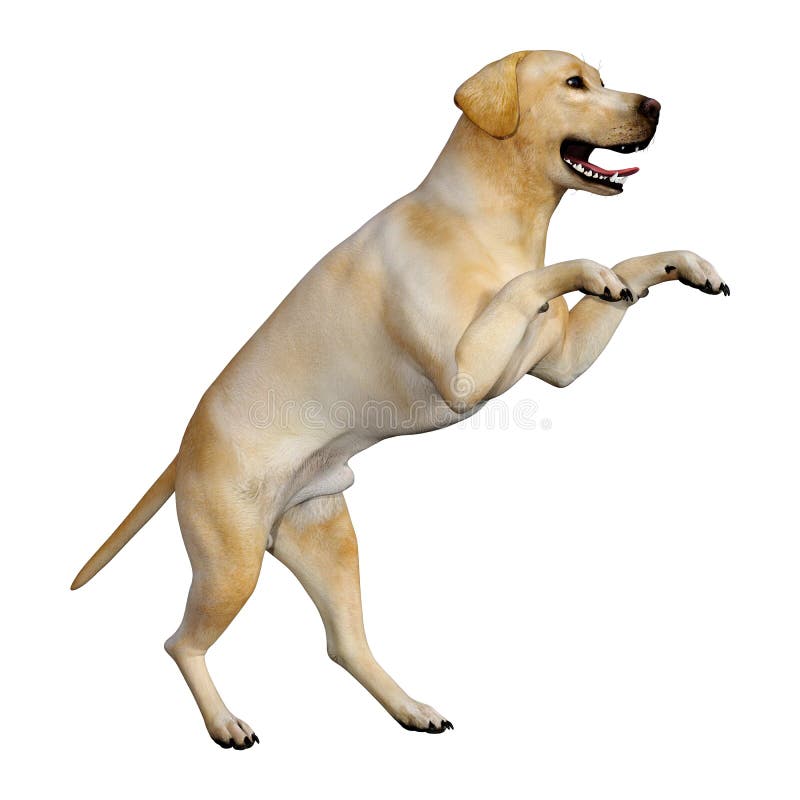 Yellow Lab Dog Stock Illustrations – 385 Yellow Lab Dog Stock ...