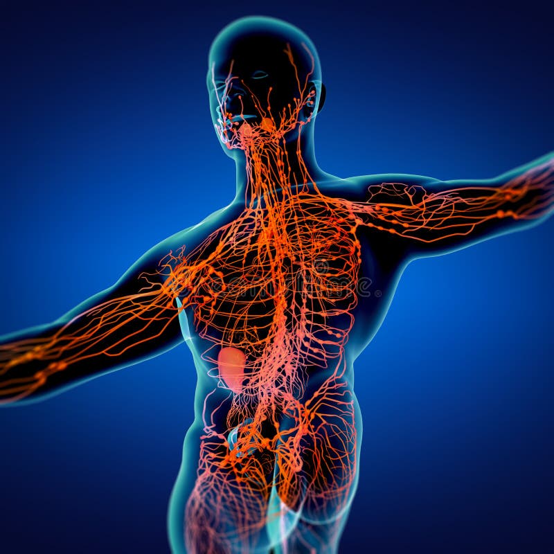 3d Rendering of Yellow Lymphatic System Stock Illustration ...