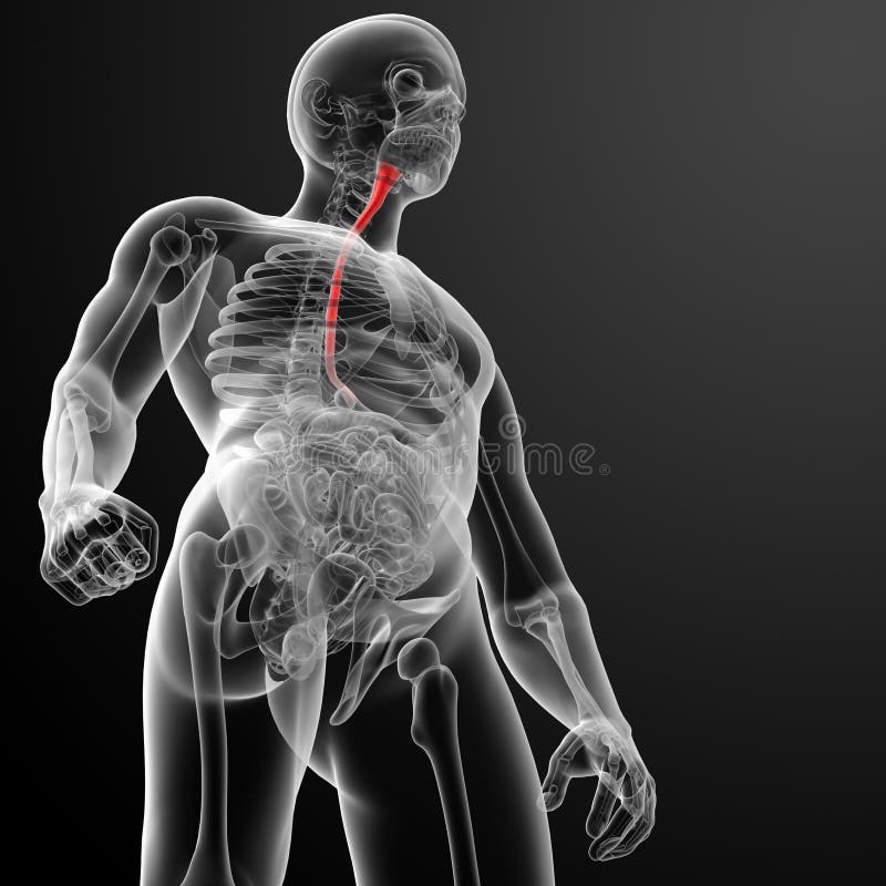 3d Rendeu a Ilustração Do Esôfago Ilustração Stock - Ilustração de ...