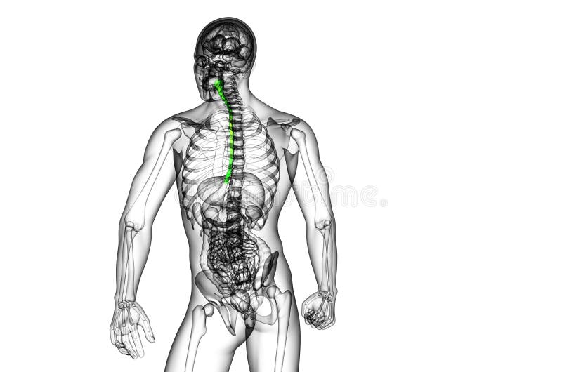 Esofago Ilustrações, Vetores E Clipart De Stock – (7,294 Stock ...