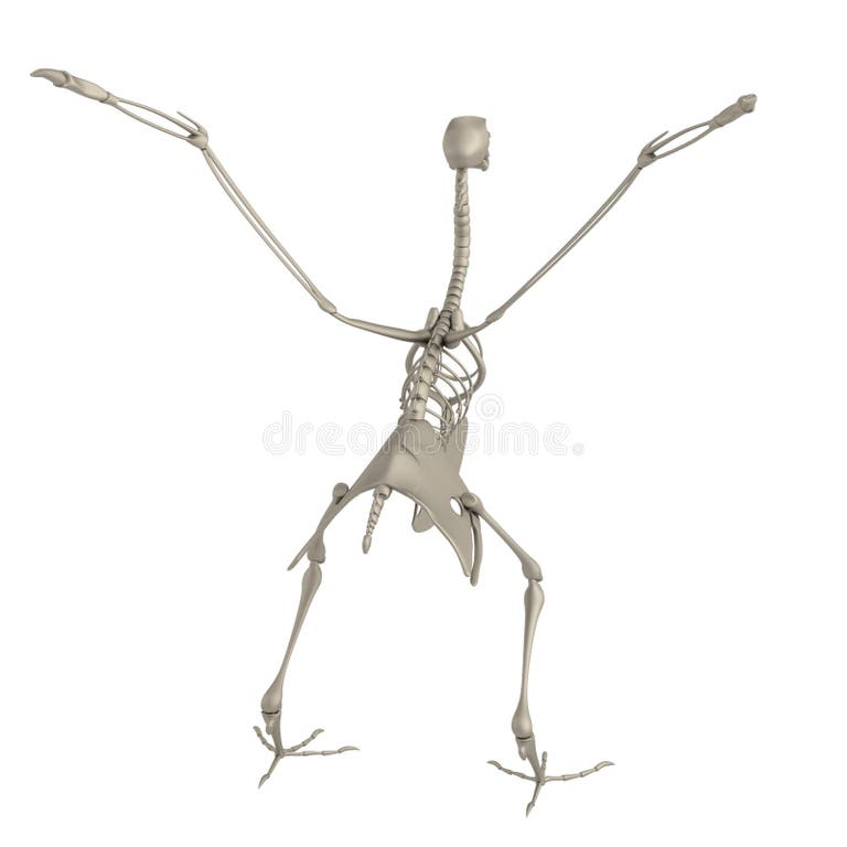 3d Rendono Dello Scheletro Dell'uccello Illustrazione di Stock ...