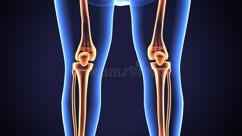 3d a Rendu L'illustration D'anatomie D'un Genou Humain Illustration ...