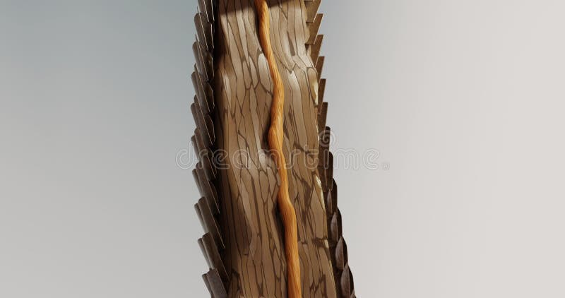 The 3D Representation of the Hair Section Keratin Cuticle, Cortex, and ...