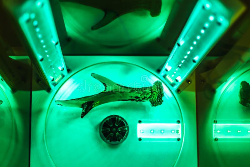 3d Resin Printing of a Deer Antler Turning in a Cure Machine Using UV ...