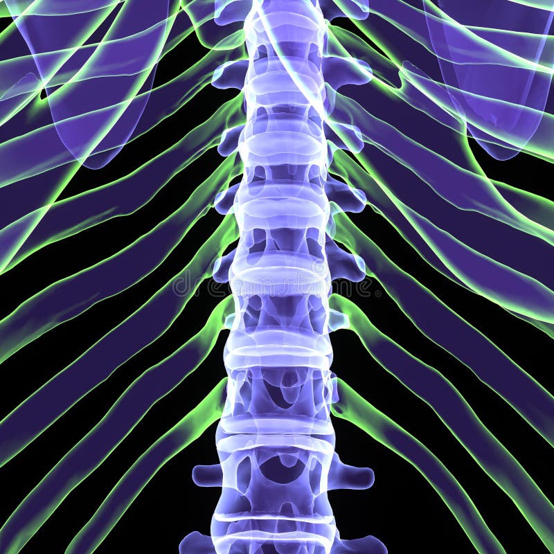 3d Ribben Van Het Illustratie Menselijke Lichaam Stock Illustratie ...