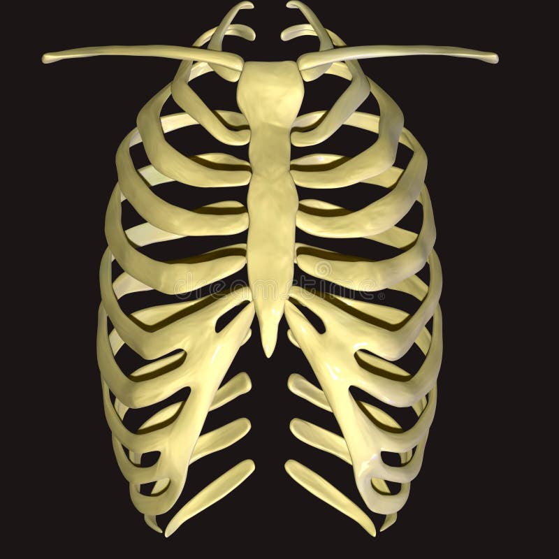 3d Ribben Van Het Illustratie Menselijke Lichaam Stock Illustratie ...