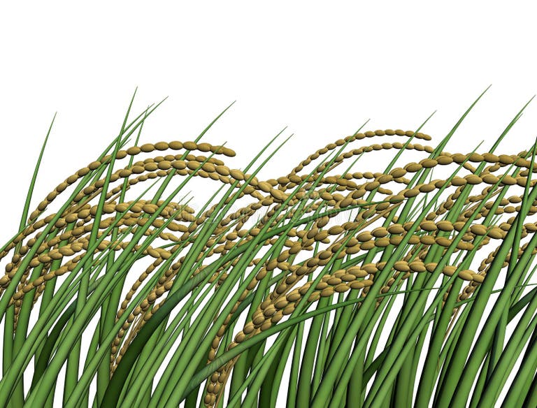 Animated Rice Plants Stock Illustrations – 9 Animated Rice Plants Stock ...