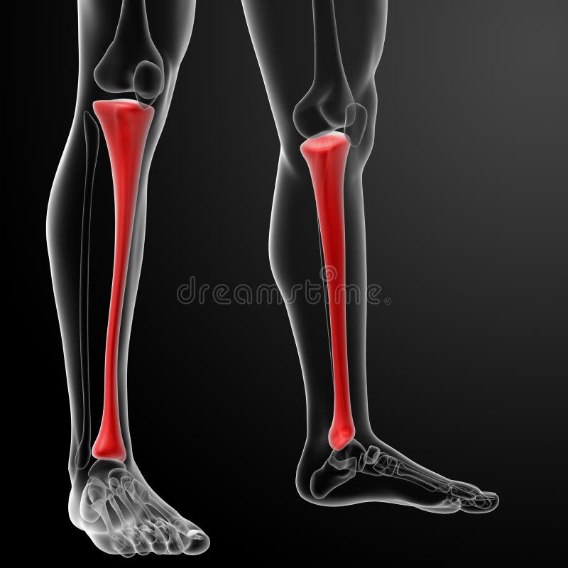 Ejemplo 3D De La Tibia - Pieza Del Esqueleto Humano Stock de ...