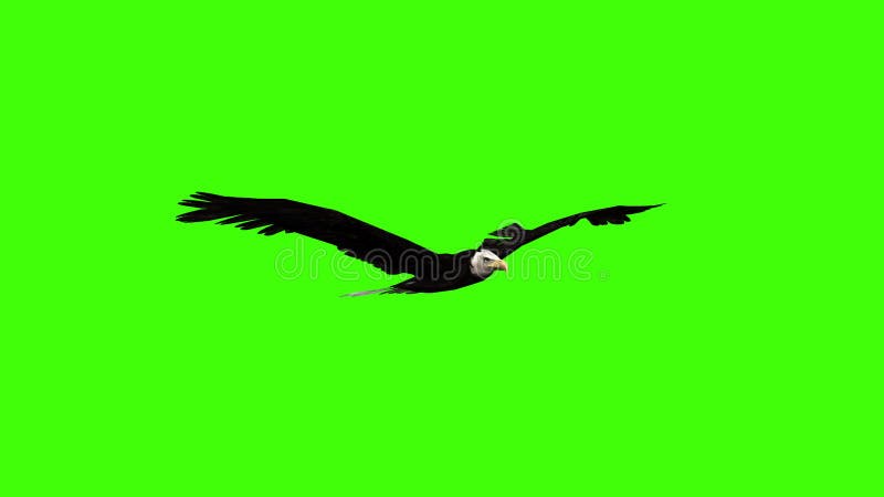 3D Bald American Eagle Flying Land Animation on Green Screen, Bald ...