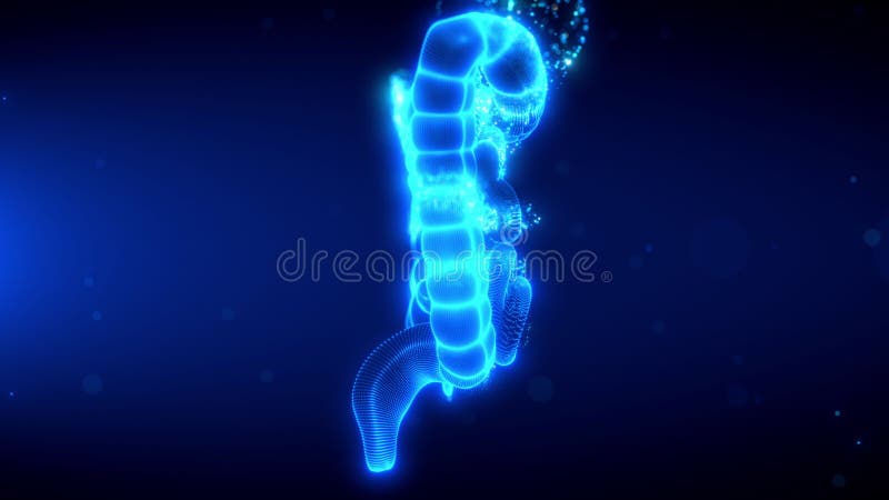 3D Rotating Human Large and Small Intestine with Digital Scanning ...