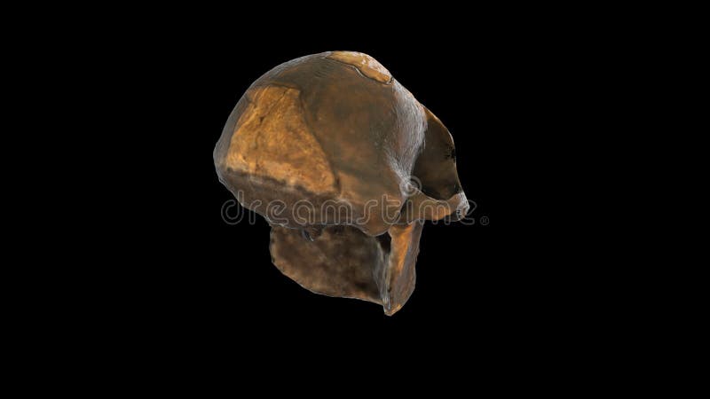 Australopithecus Afarensis Lucy - Rotation LOOP Stock Footage - Video ...