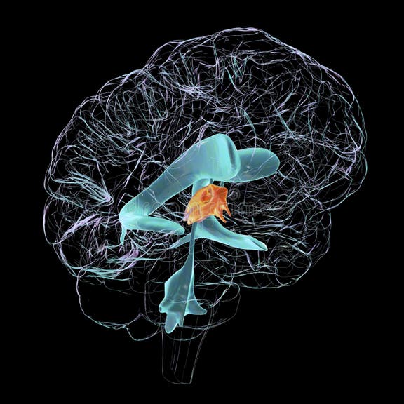 A 3D Scientific Illustration Showcasing the Third Brain Ventricle Stock ...